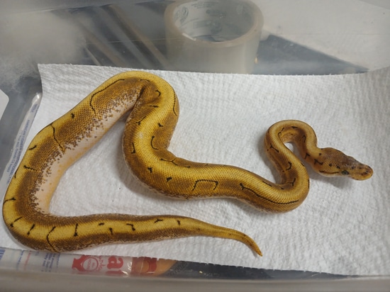 Xtreme Gene Spider Pinstripe Crypton Ball Python by K&S Reptiles & Exotics