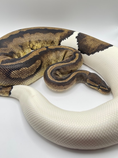 Free Shipping * Proven Breeder Female Pied Ball Python by Exotics Station