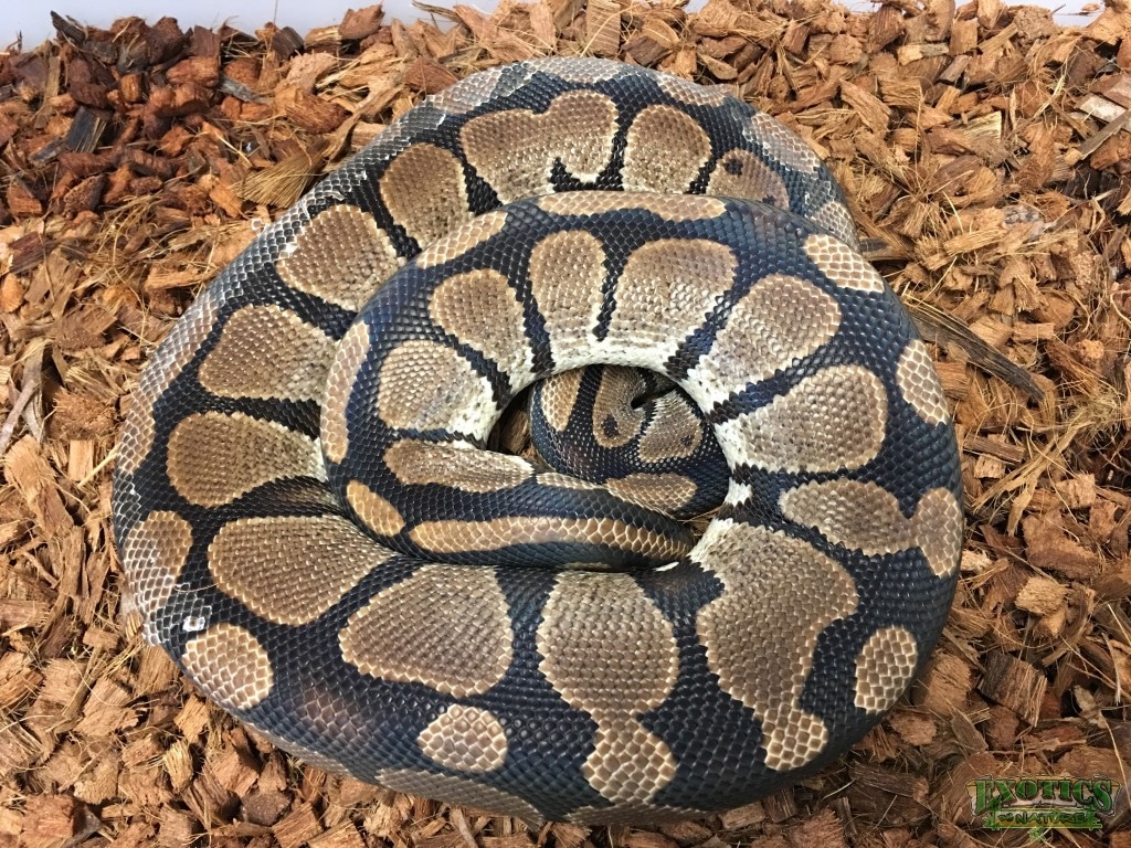 100% Het Albino Ball Python by Exotics by Nature Co. - MorphMarket