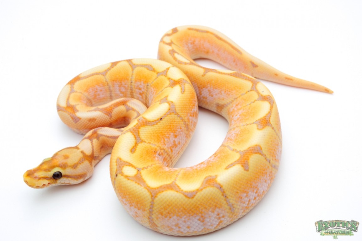 Banana Cinnamon Spider Ball Python by Exotics by Nature Co. - MorphMarket