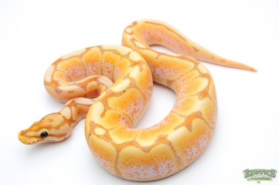 Banana Cinnamon Spider Ball Python by Exotics by Nature Co.