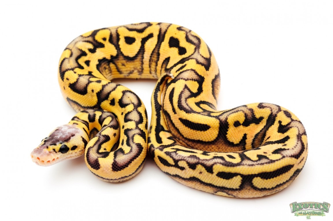 Super Pastel Puzzle Ball Python by Exotics by Nature Co. - MorphMarket