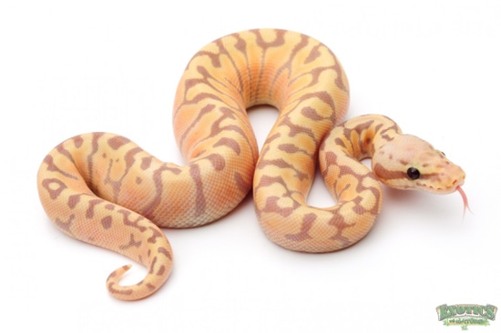 Banana Pastel Yellowbelly Woma Ball Python by Exotics by Nature Co.