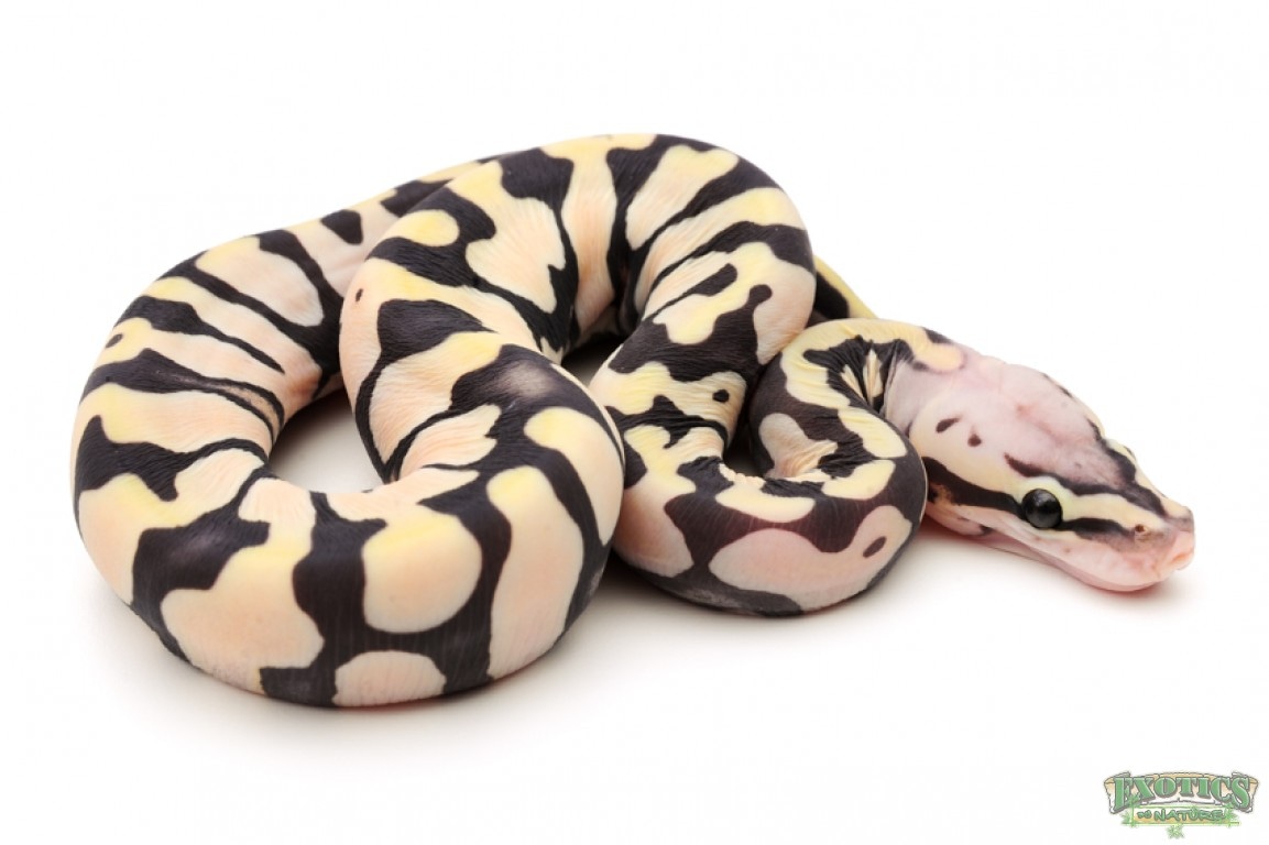 SCALELESS Pastel Blade PH Clown Ball Python by Exotics by Nature Co ...