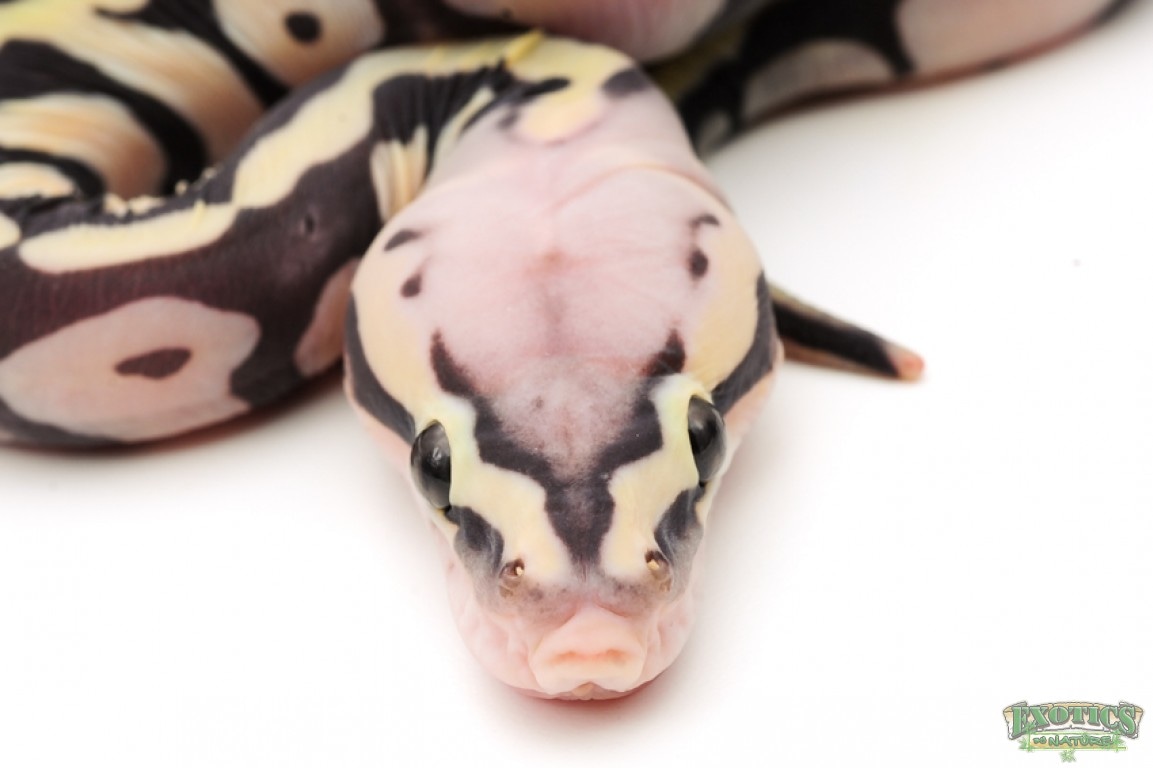 SCALELESS Pastel Blade PH Clown Ball Python by Exotics by Nature Co ...
