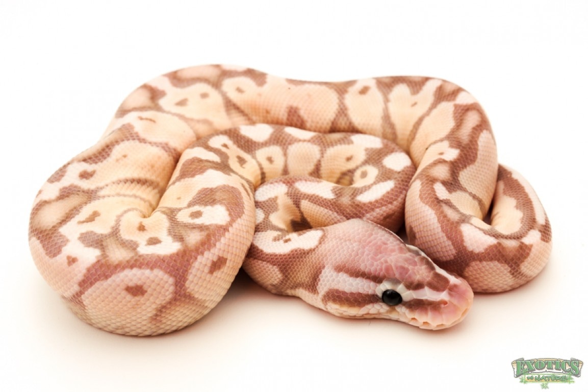 Banana Pastel VPI Axanthic Ball Python by Exotics by Nature Co ...