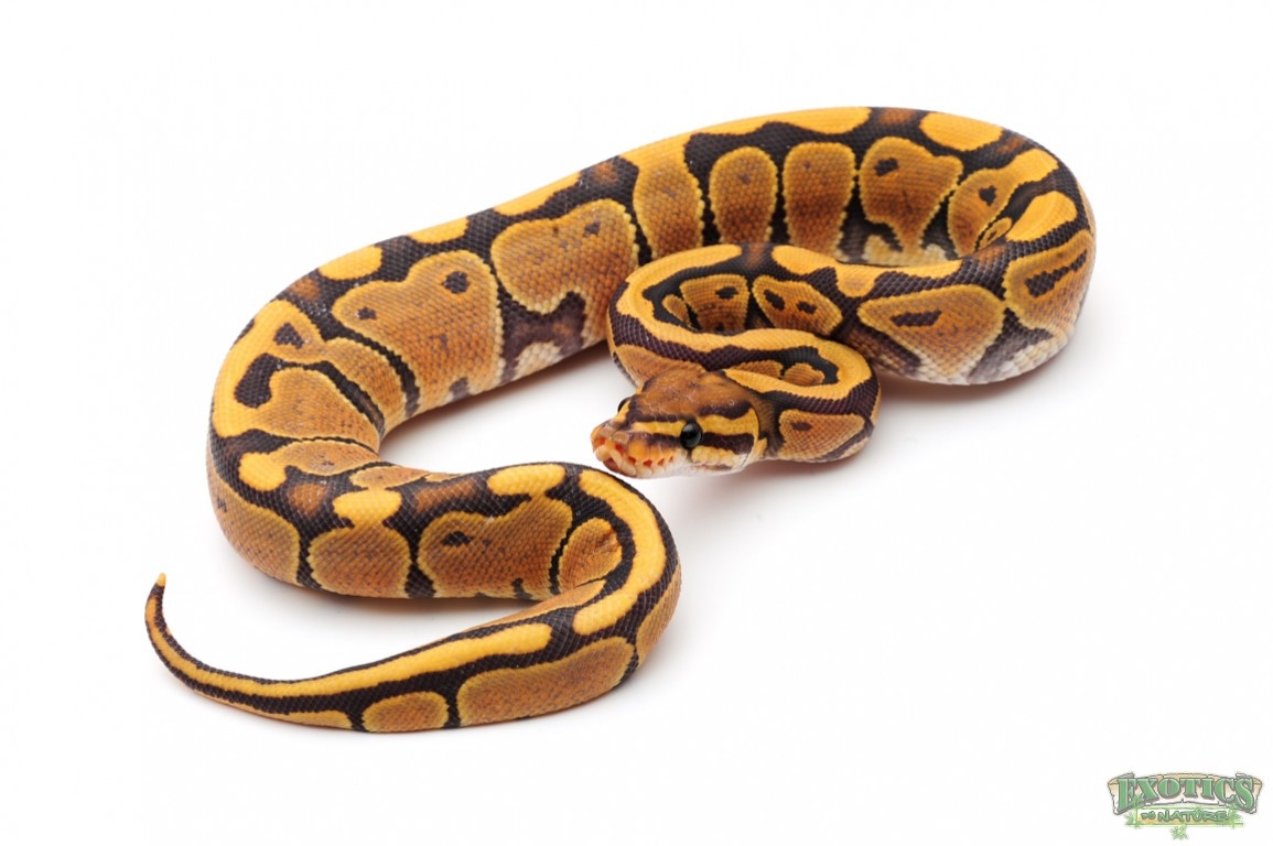 Hypo Het Puzzle Ball Python by Exotics by Nature Co. - MorphMarket