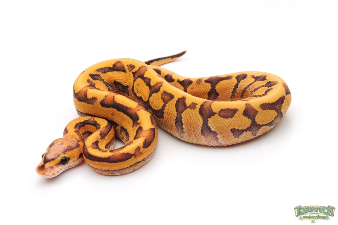 Super Vanilla Puzzle Ball Python by Exotics by Nature Co. - MorphMarket