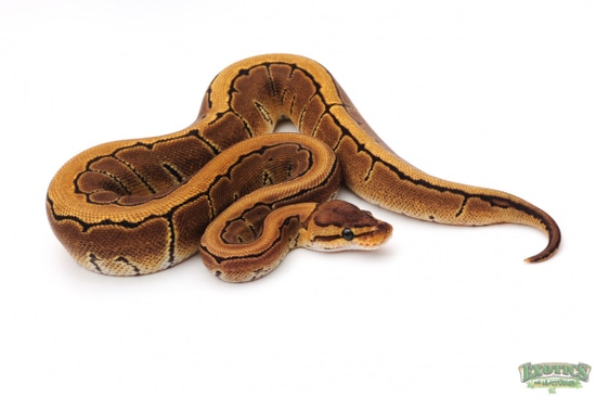 Pinstripe Het Hypo Axanthic VPI Puzzle Ball Python by Exotics by Nature Co.