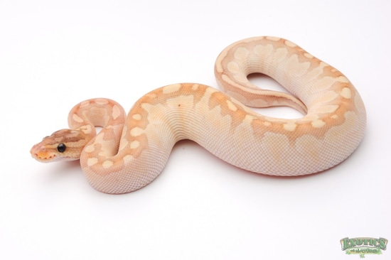 Super Special (NoCo Line) Ball Python by Exotics by Nature Co.