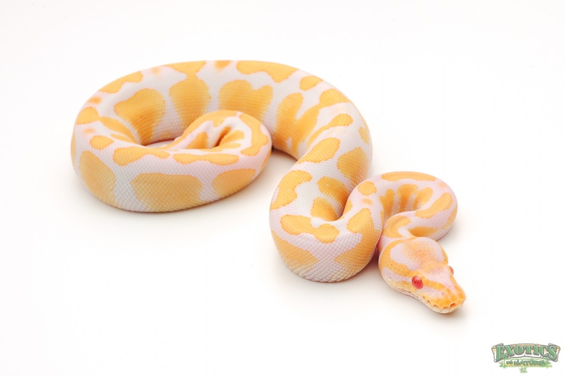 Albino Leopard? Ball Python by Exotics by Nature Co. - MorphMarket