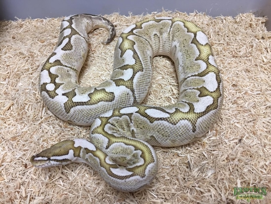 Axanthic VPI Bamboo - PROVEN BREEDER Ball Python by Exotics by Nature Co.