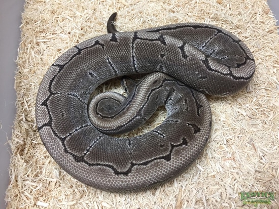Axanthic VPI Pinstripe - PROVEN BREEDER Ball Python by Exotics by ...