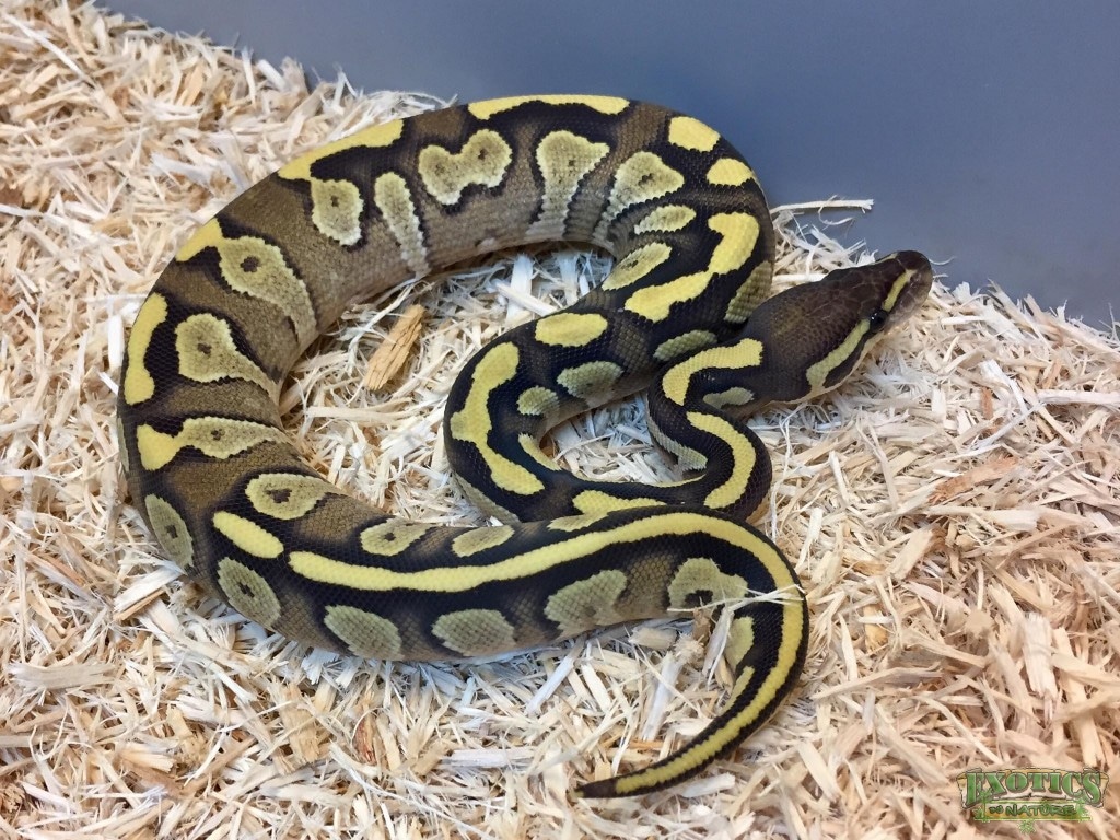 McKenzie Mojave Ball Python by Exotics by Nature Co. - MorphMarket