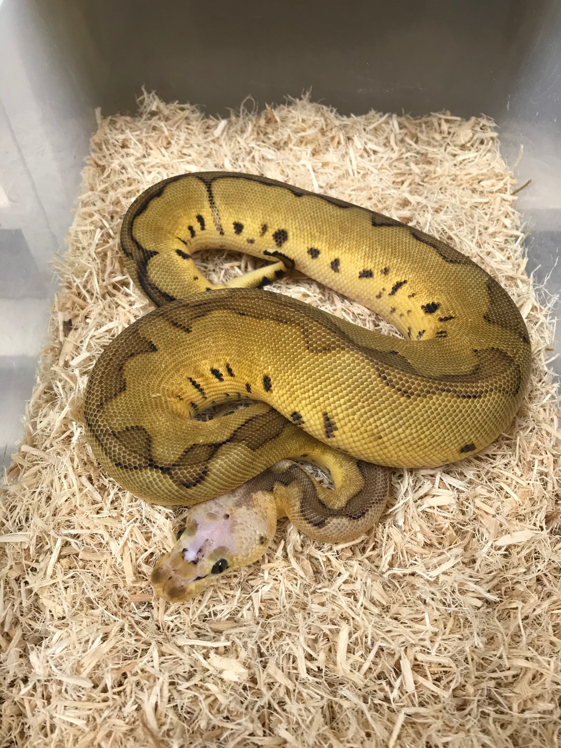 Scaleless Head Super Pastel Super Blade Clown *NEW LOWER PRICE* Ball ...