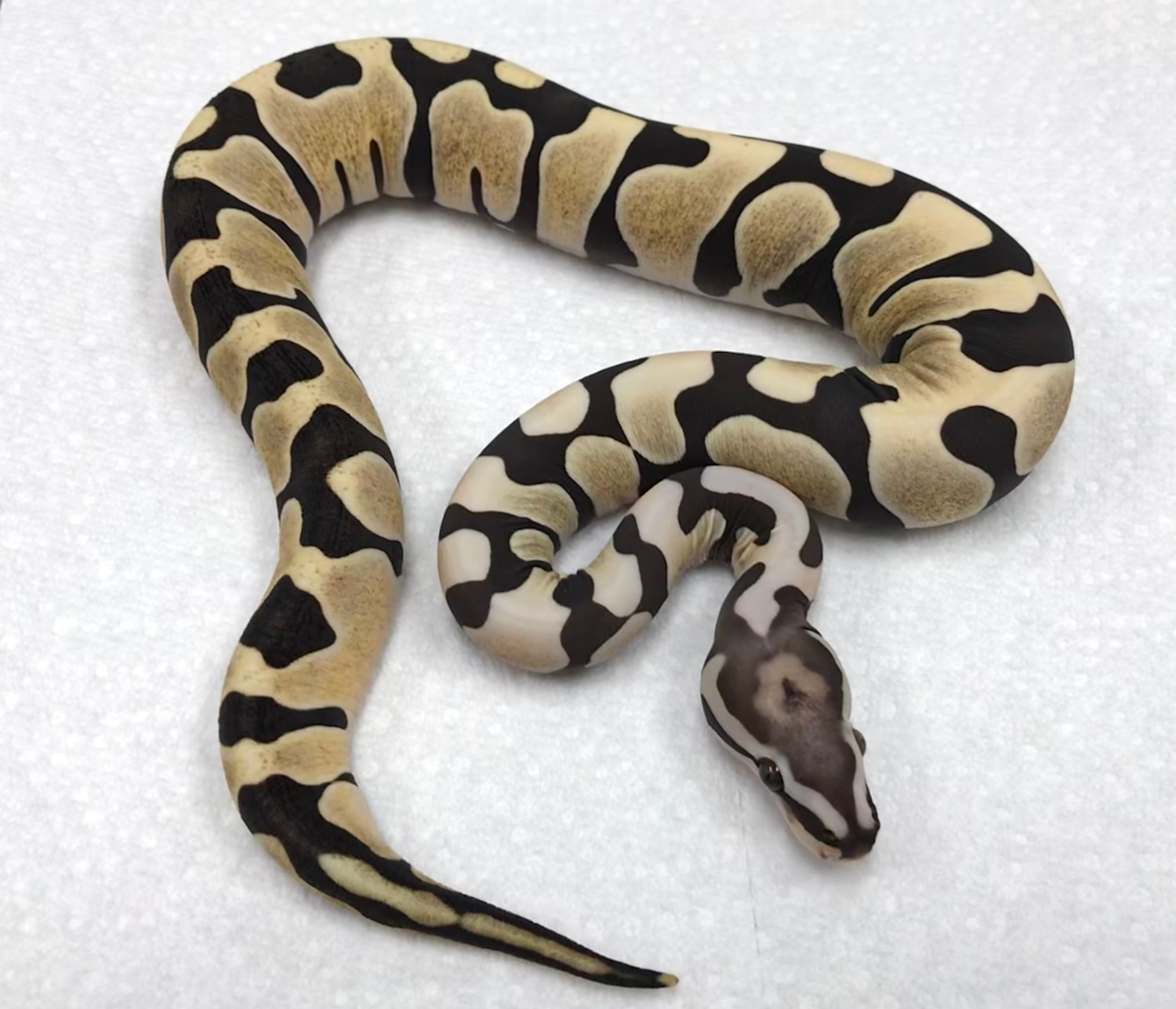 Scaleless Pastel Blade Pos. Het Clown Ball Python by Exotics by Nature ...
