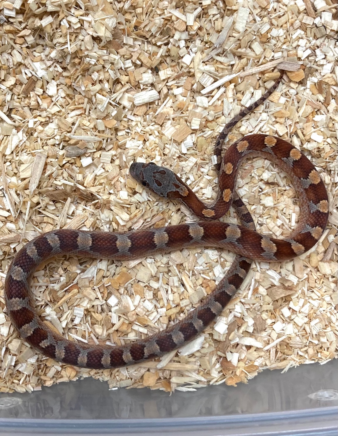 Bloodred Corn Snake by Exotics by Nature Co. - MorphMarket