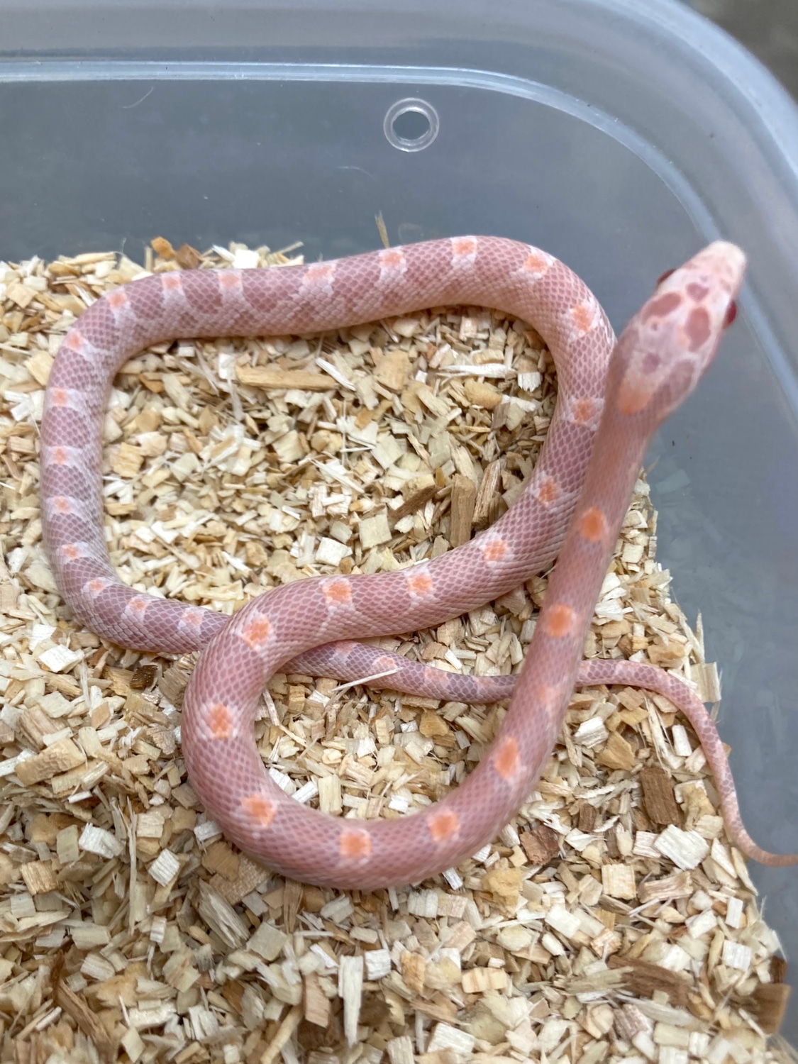 Salmon Snow Corn Snake by Exotics by Nature Co. - MorphMarket