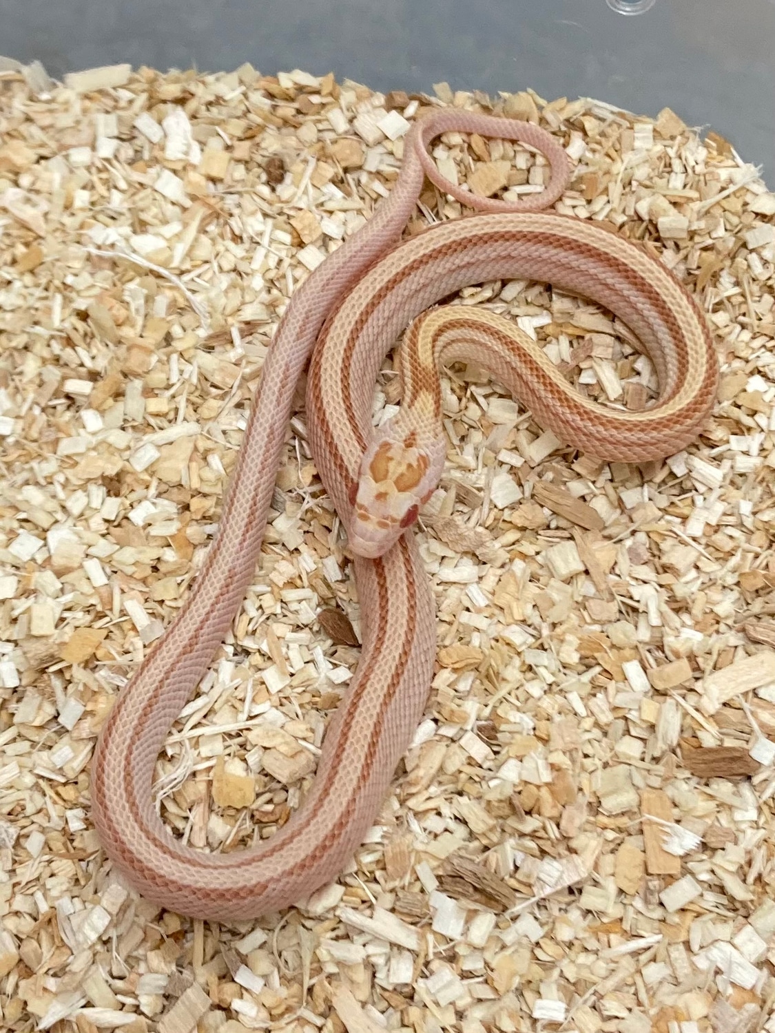 Butter Stripe 66% Pos Het Hypo Sunkissed Corn Snake by Exotics by ...