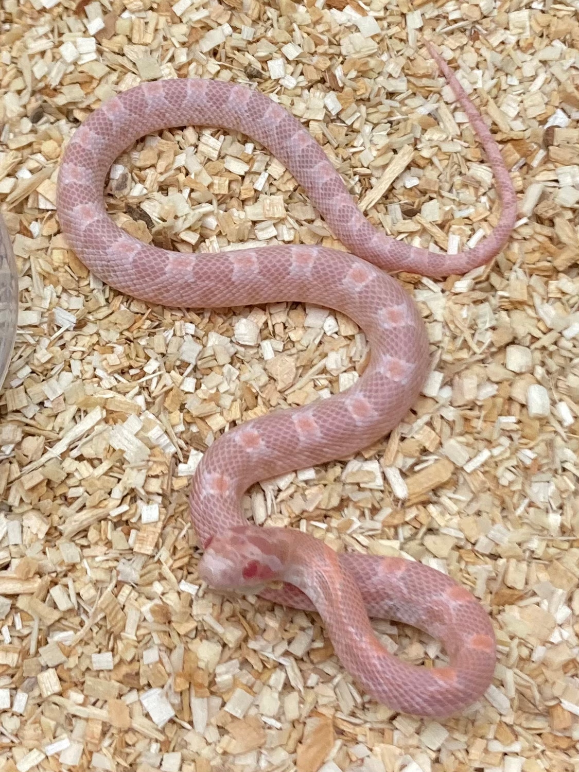 Salmon Snow Corn Snake by Exotics by Nature Co. - MorphMarket