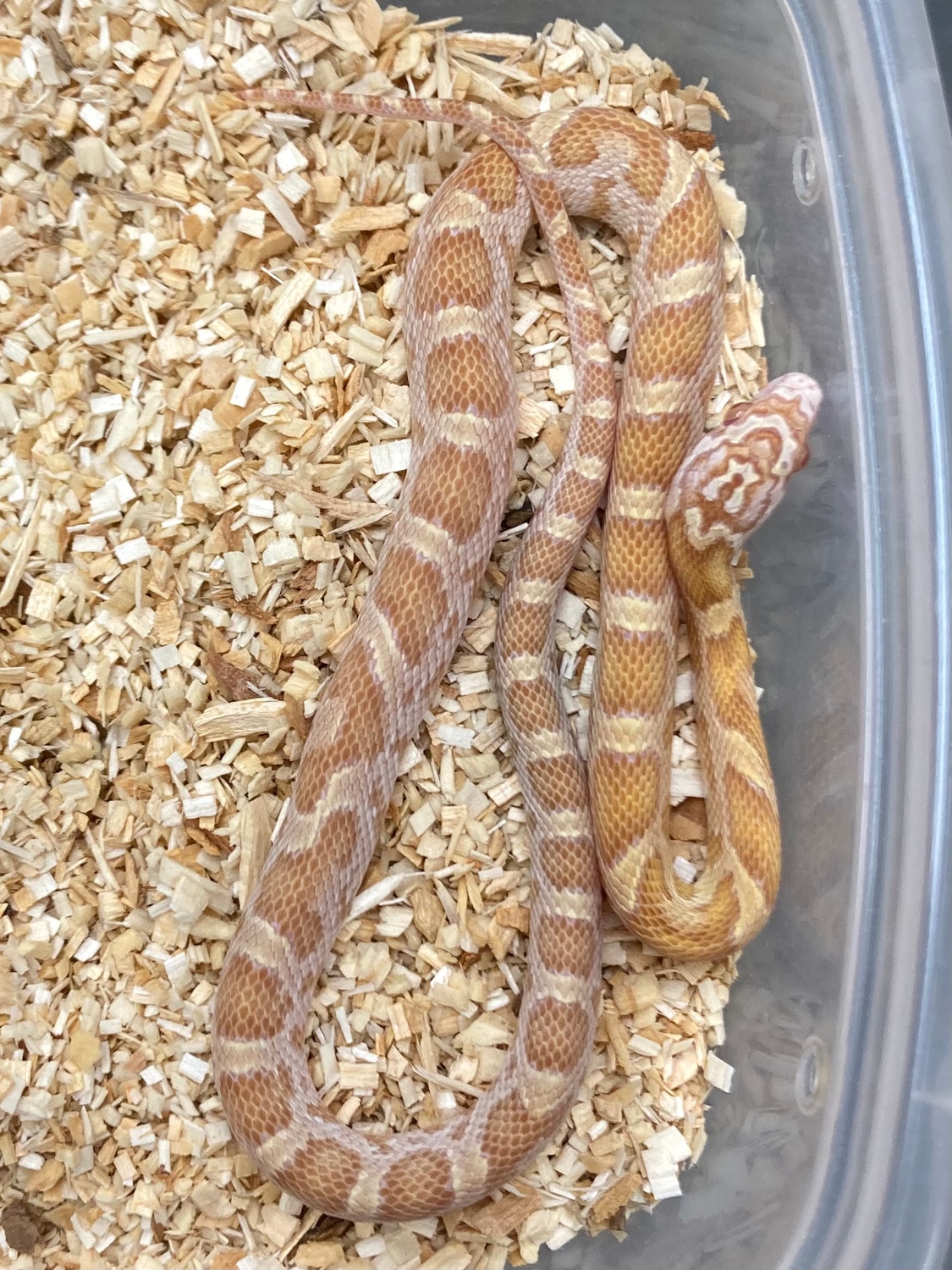 Butter Sunkissed 66% Pos. Het Cinder Corn Snake by Exotics by Nature Co ...