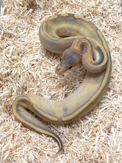 Mimosa Ball Python by Exotics by Nature Co.