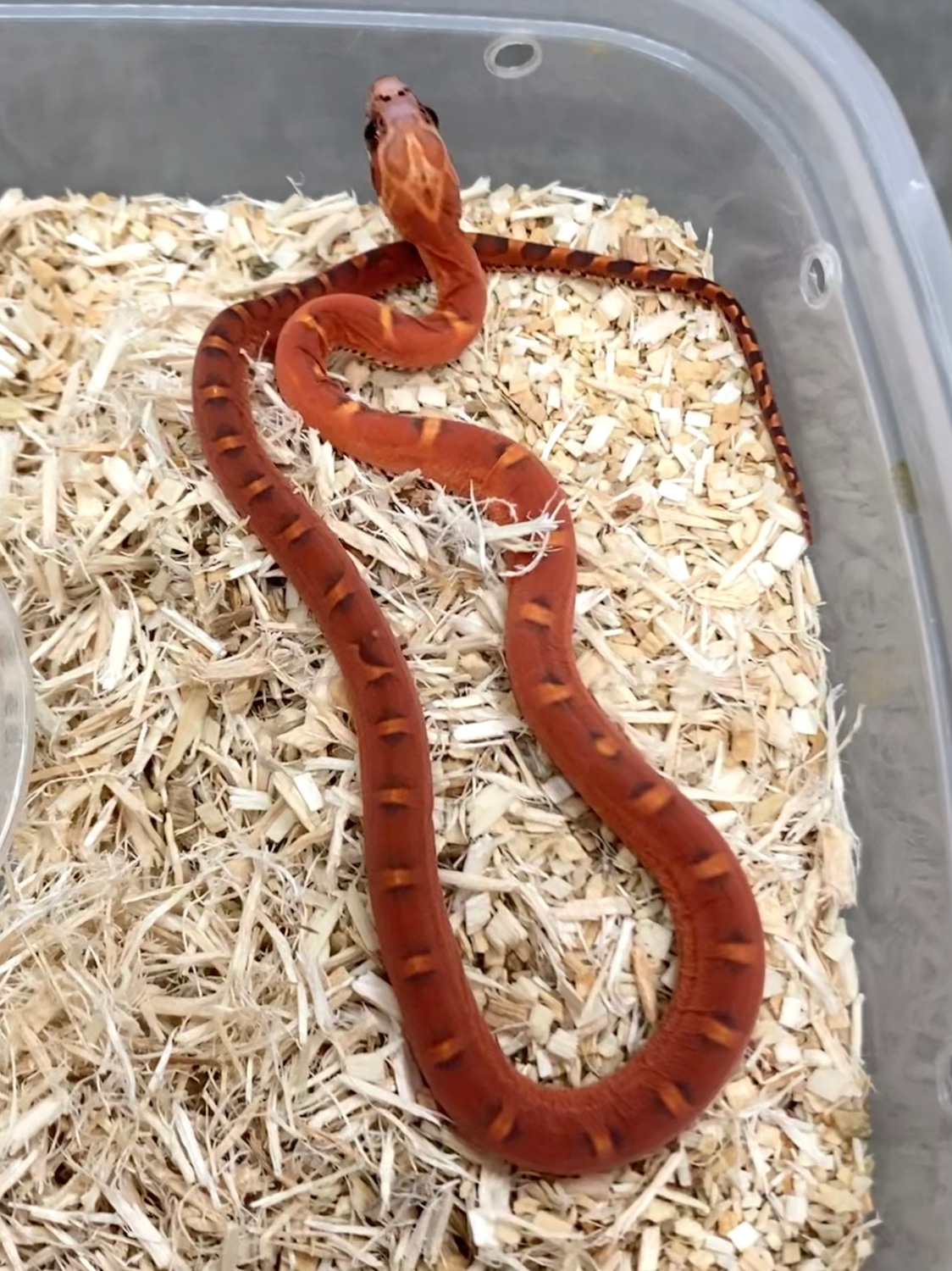 Scaleless Bloodred 66% Pos. Het Amel Corn Snake by Exotics by Nature Co ...
