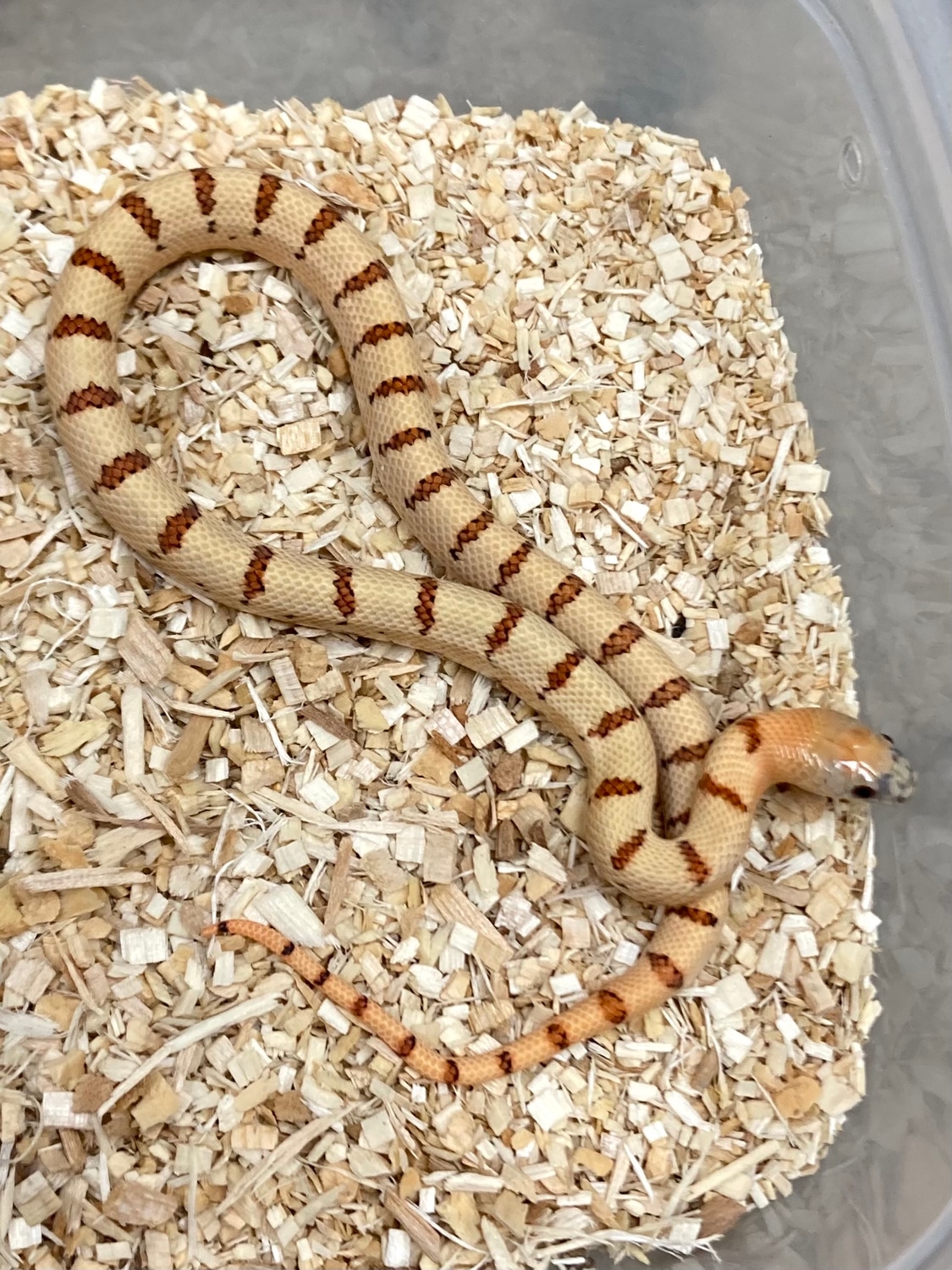 Variable King Snake Nuevo Leon Kingsnake by Exotics by Nature Co ...