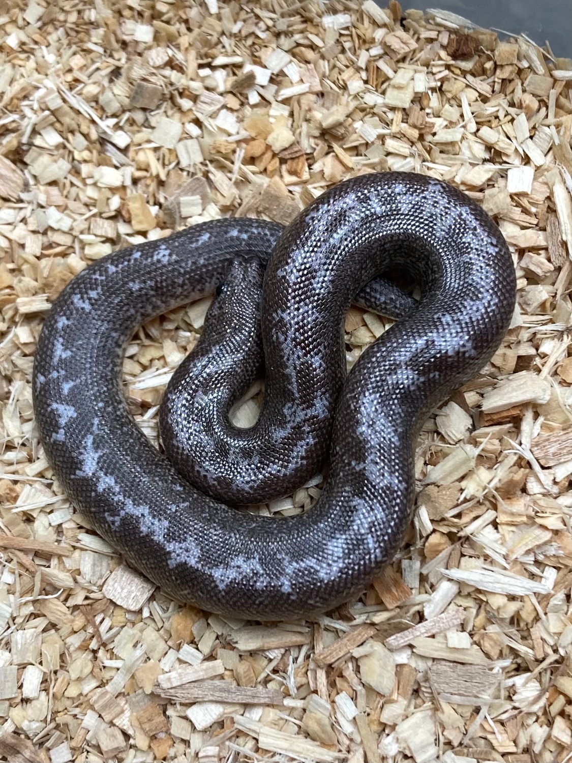 Anery Stripe Kenyan Sand Boa by Exotics by Nature Co. - MorphMarket