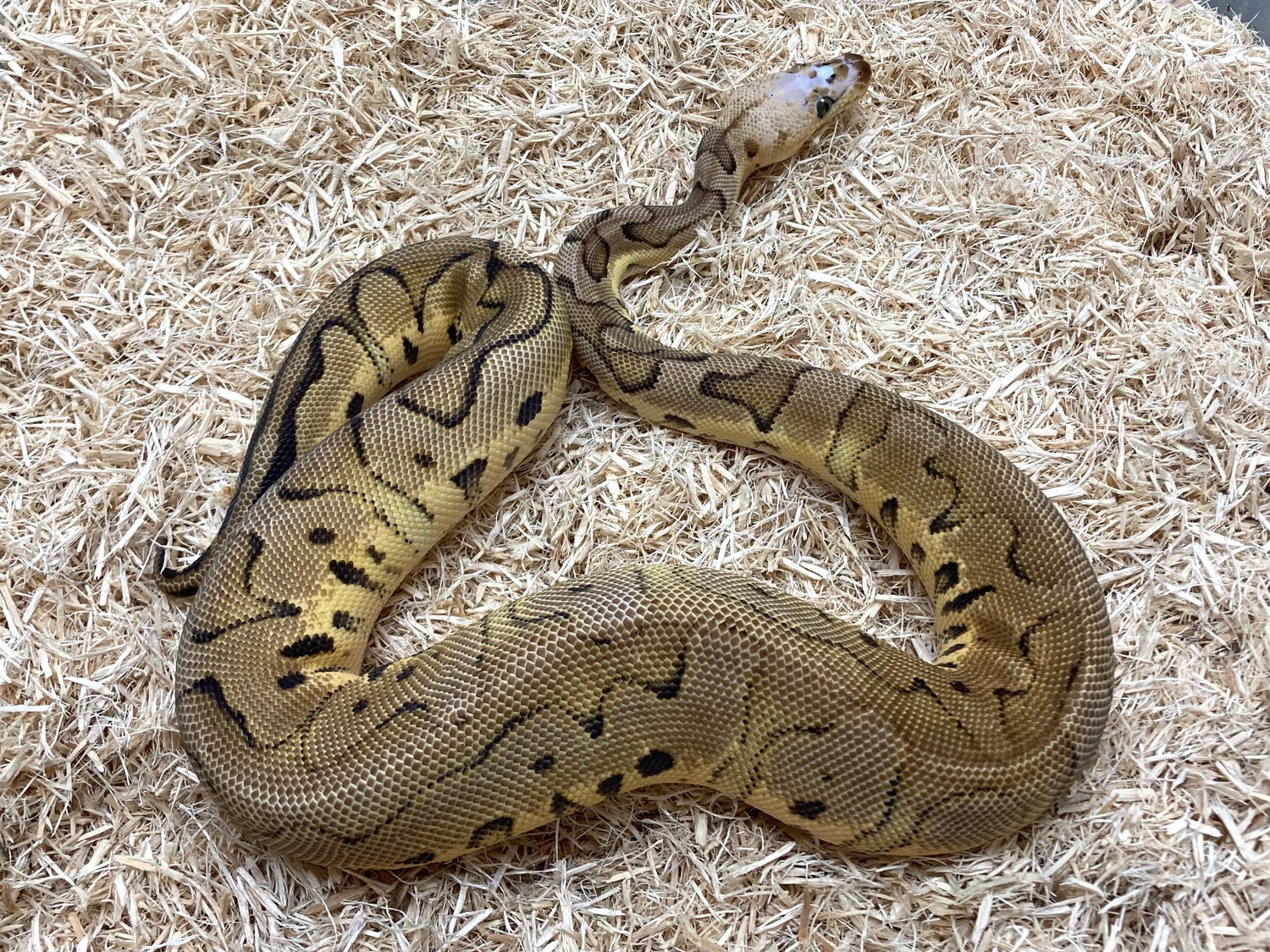 Scaleless Head Super Pastel Clown Ball Python by Exotics by Nature Co ...