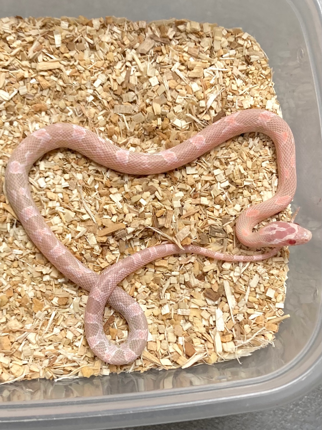 Coral Snow Corn Snake by Exotics by Nature Co. - MorphMarket