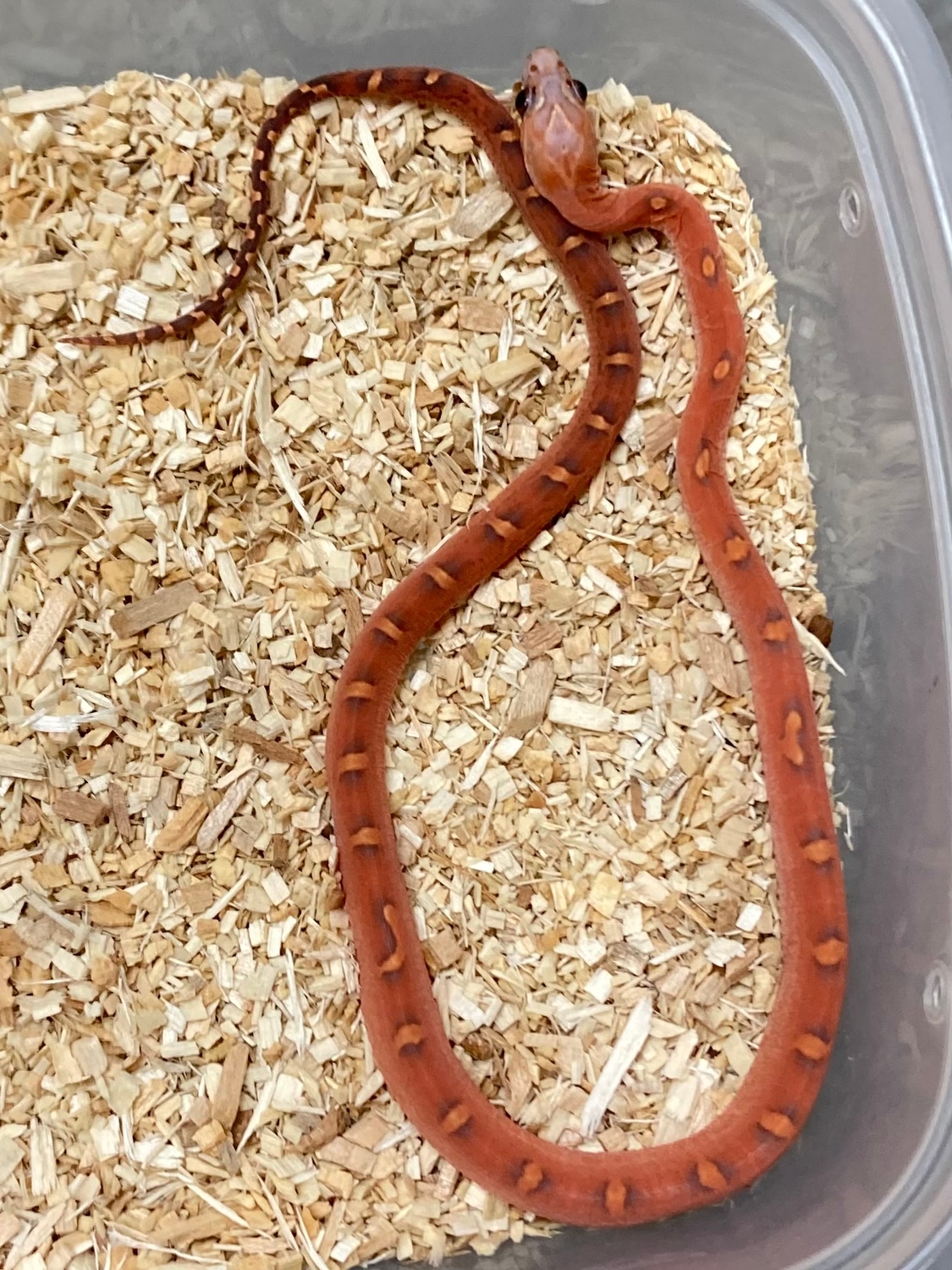 Scaleless Bloodred 66% Pos. Het Amel Corn Snake by Exotics by Nature Co ...