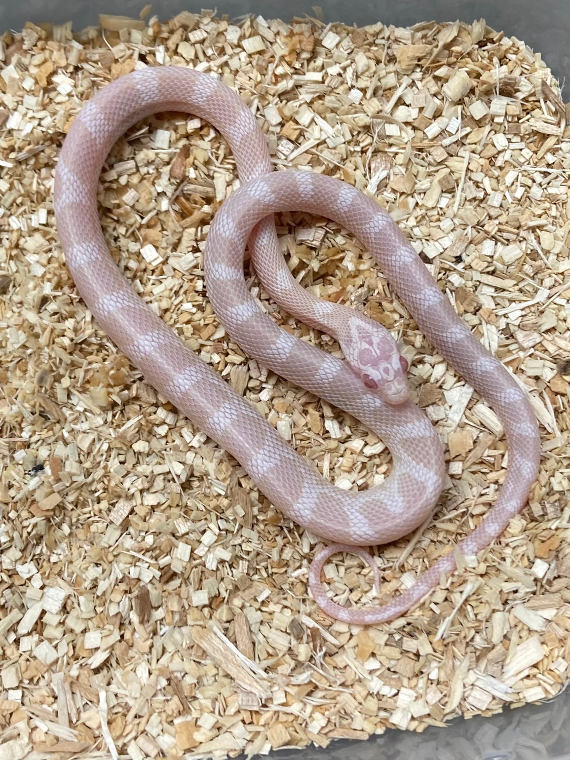 Amel Cinder 66% Pos. Het Sunkissed Corn Snake by Exotics by Nature Co ...