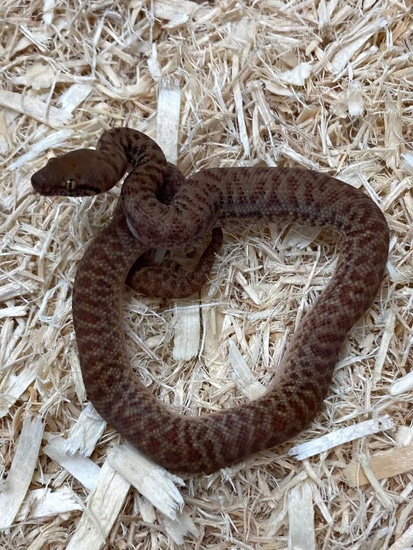 Anthill Python Pygmy Python by Exotics by Nature Co.