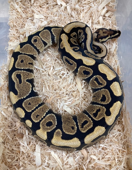 Spotnose Het Puzzle Ball Python by Exotics by Nature Co.