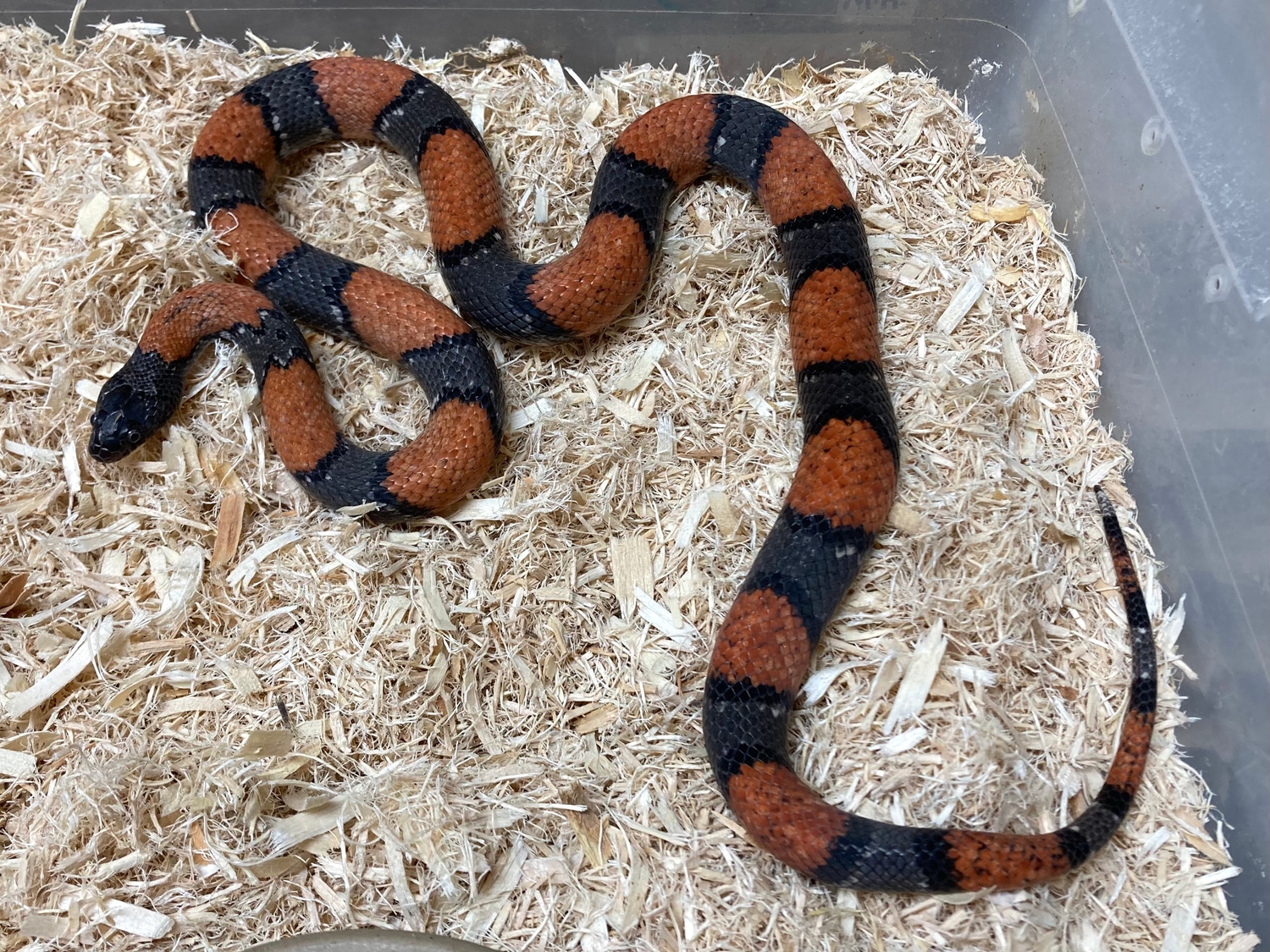 King Snake Gray-banded Kingsnake by Exotics by Nature Co. - MorphMarket