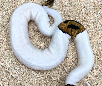 Ivory Paradox (Stunning!) Ball Python by Exotics by Nature Co ...