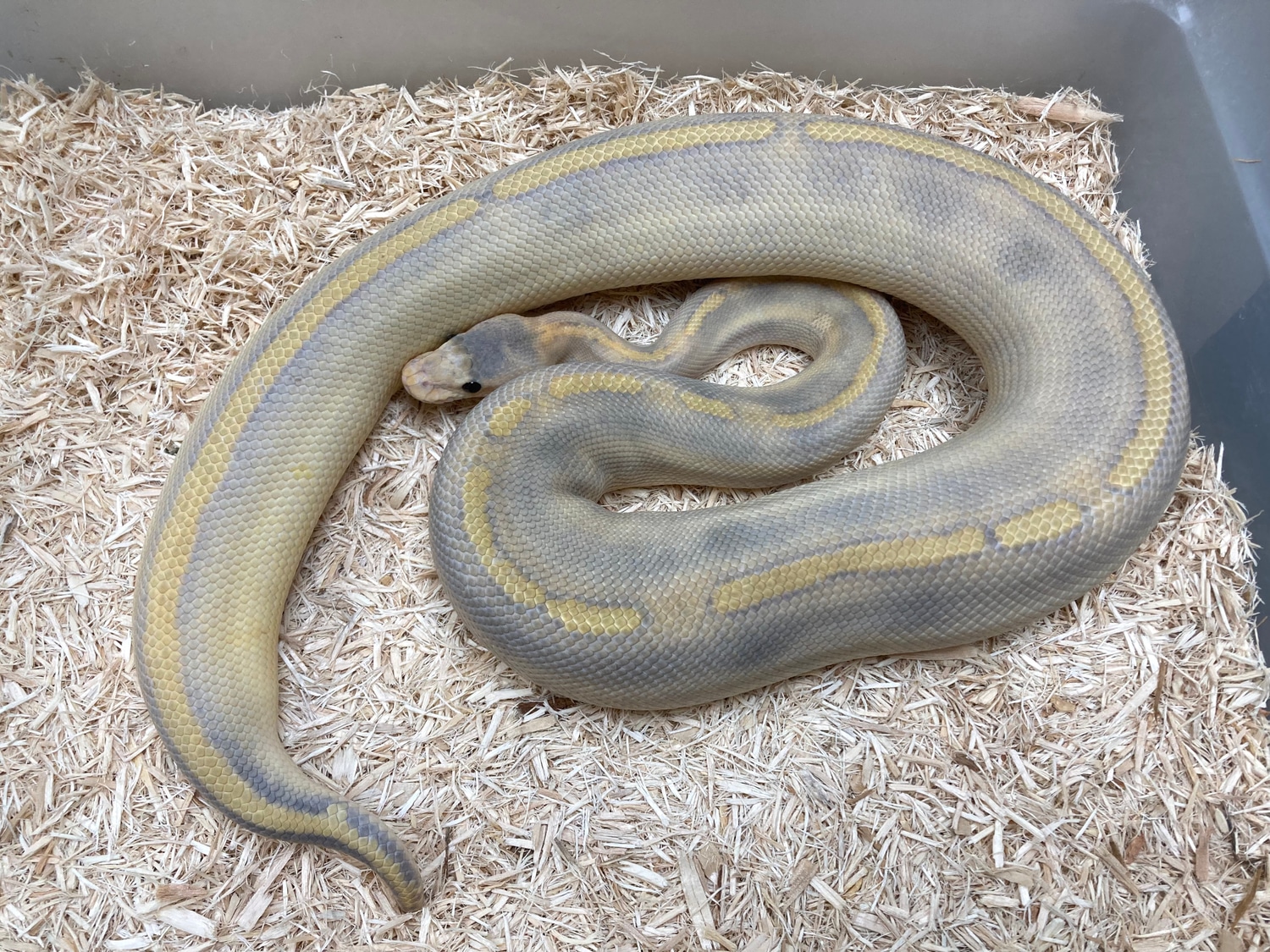 Mimosa Ball Python by Exotics by Nature Co. - MorphMarket