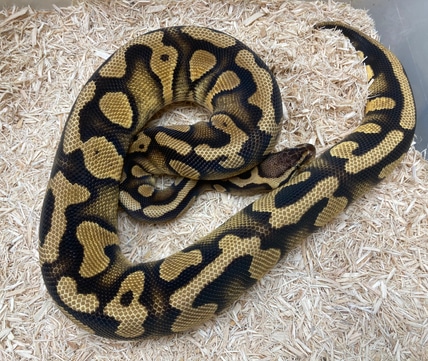 Ivory Paradox (Stunning!) Ball Python by Exotics by Nature Co ...