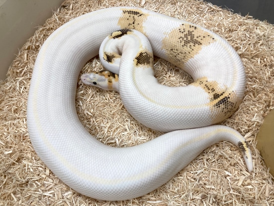 Ivory Paradox (Stunning!) Ball Python by Exotics by Nature Co.