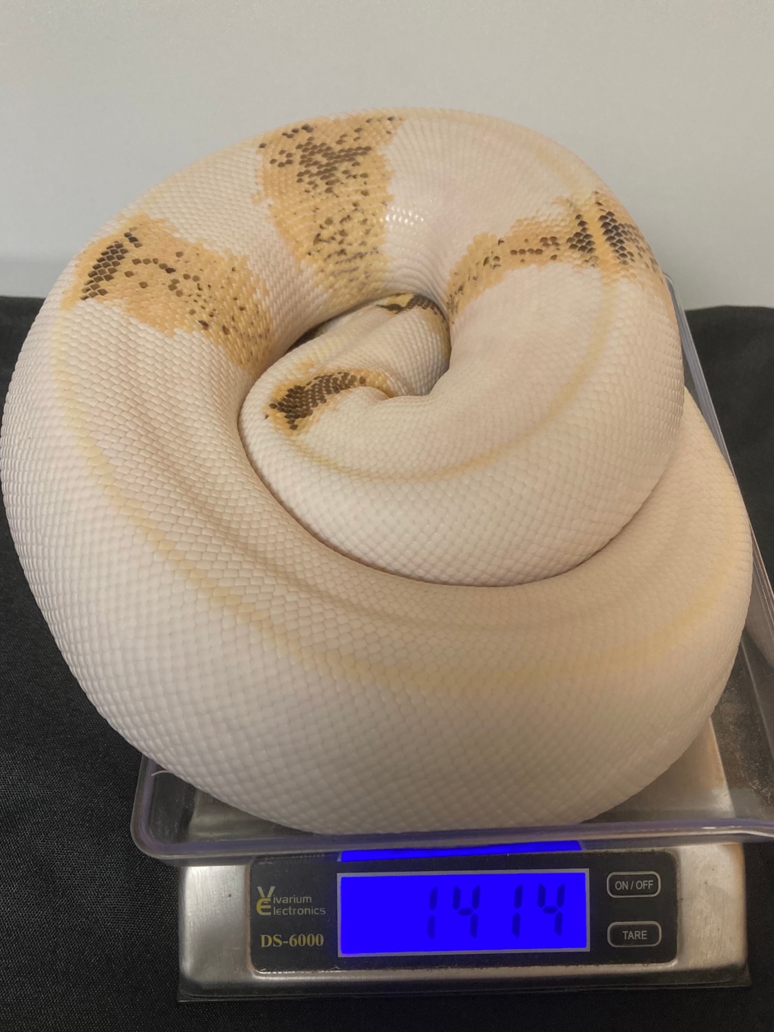 Ivory Paradox (Stunning!) Ball Python by Exotics by Nature Co ...