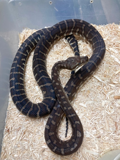 Centralian Carpet Python by Exotics by Nature Co.