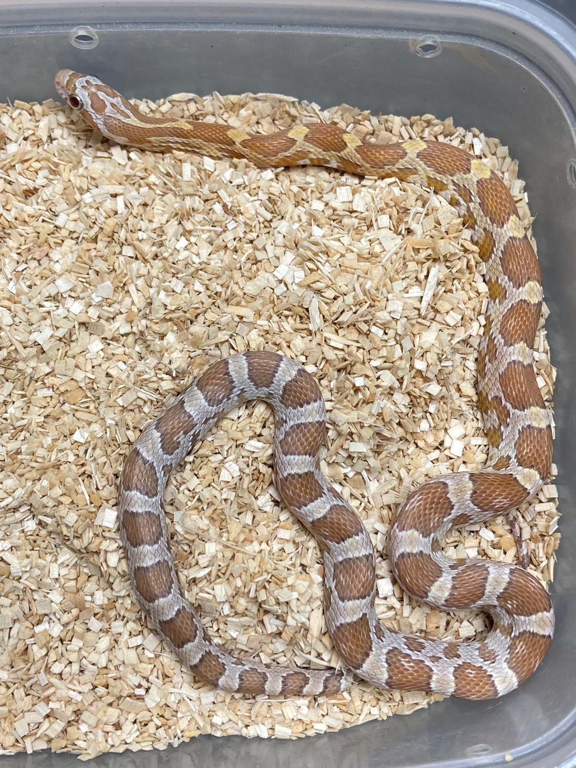 Golddust 66% Pos. Het Sunkissed Cinder Corn Snake by Exotics by Nature ...