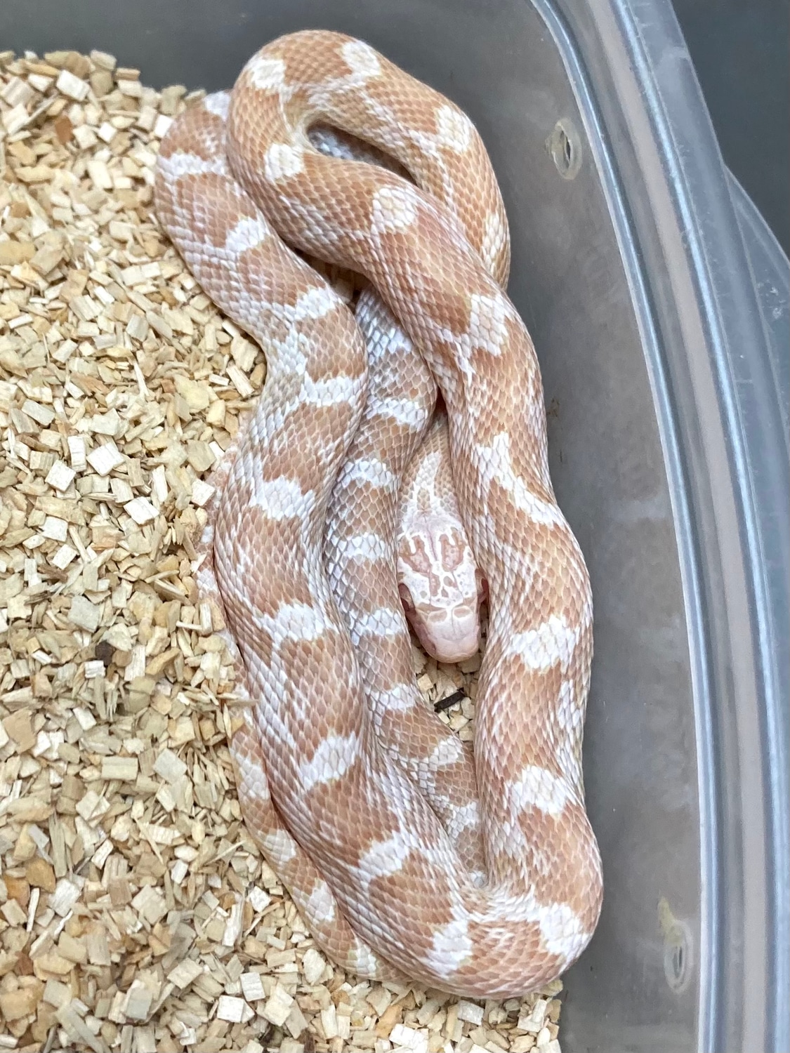 Butter Bloodred 66% Pos. Het Cinder Corn Snake by Exotics by Nature Co ...
