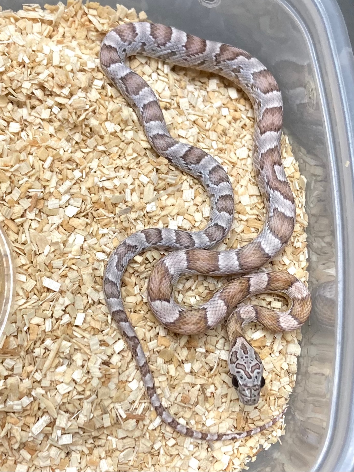 Anery Sunkissed Corn Snake by Exotics by Nature Co. - MorphMarket
