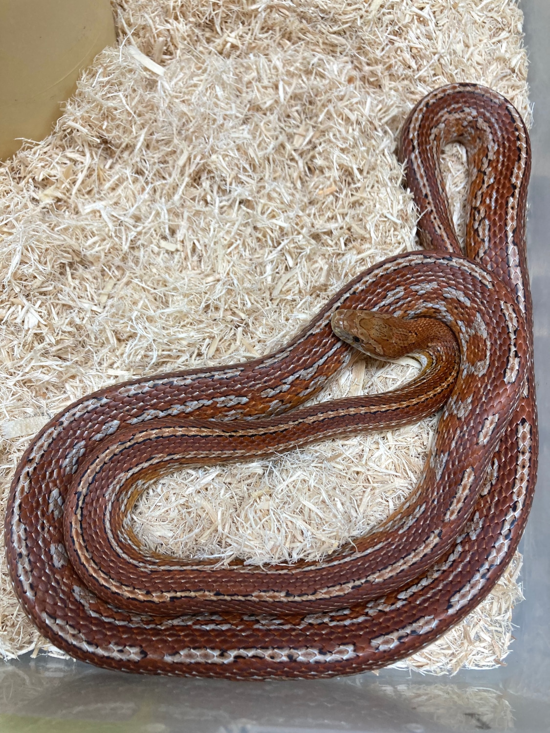 Tessera Het Lava Corn Snake by Exotics by Nature Co. - MorphMarket