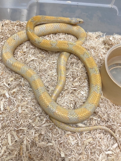 Topaz Bloodred Corn Snake by Exotics by Nature Co.