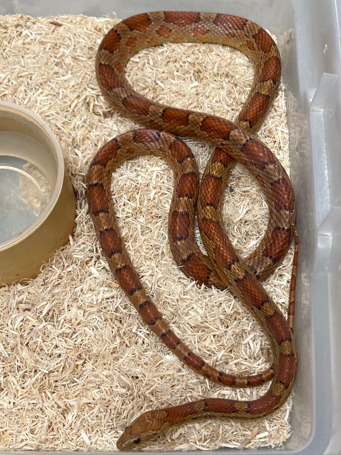 Normal Het Amel Topaz Bloodred Corn Snake by Exotics by Nature Co ...