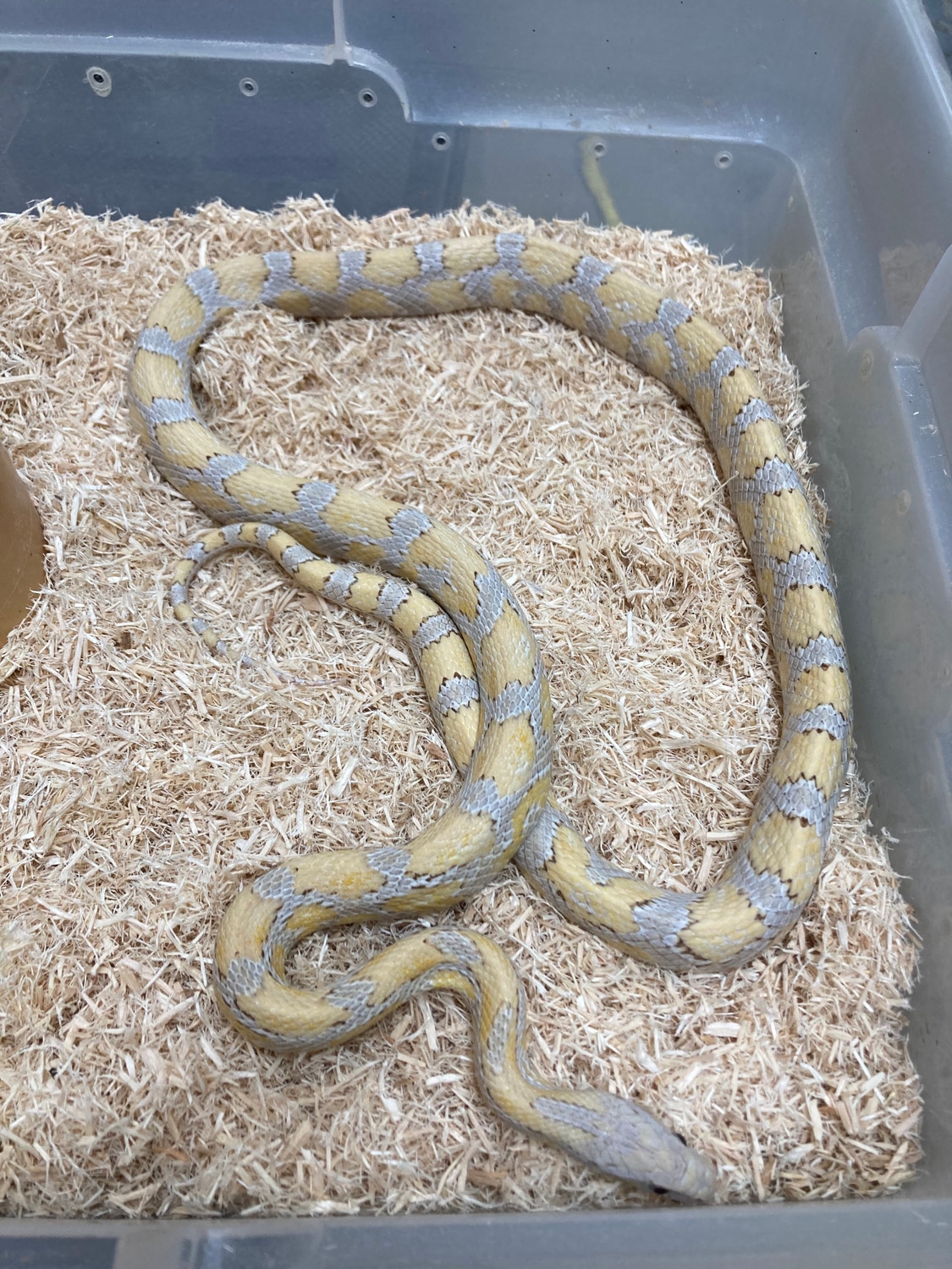 Golddust Het Cinder Bloodred Corn Snake by Exotics by Nature Co ...