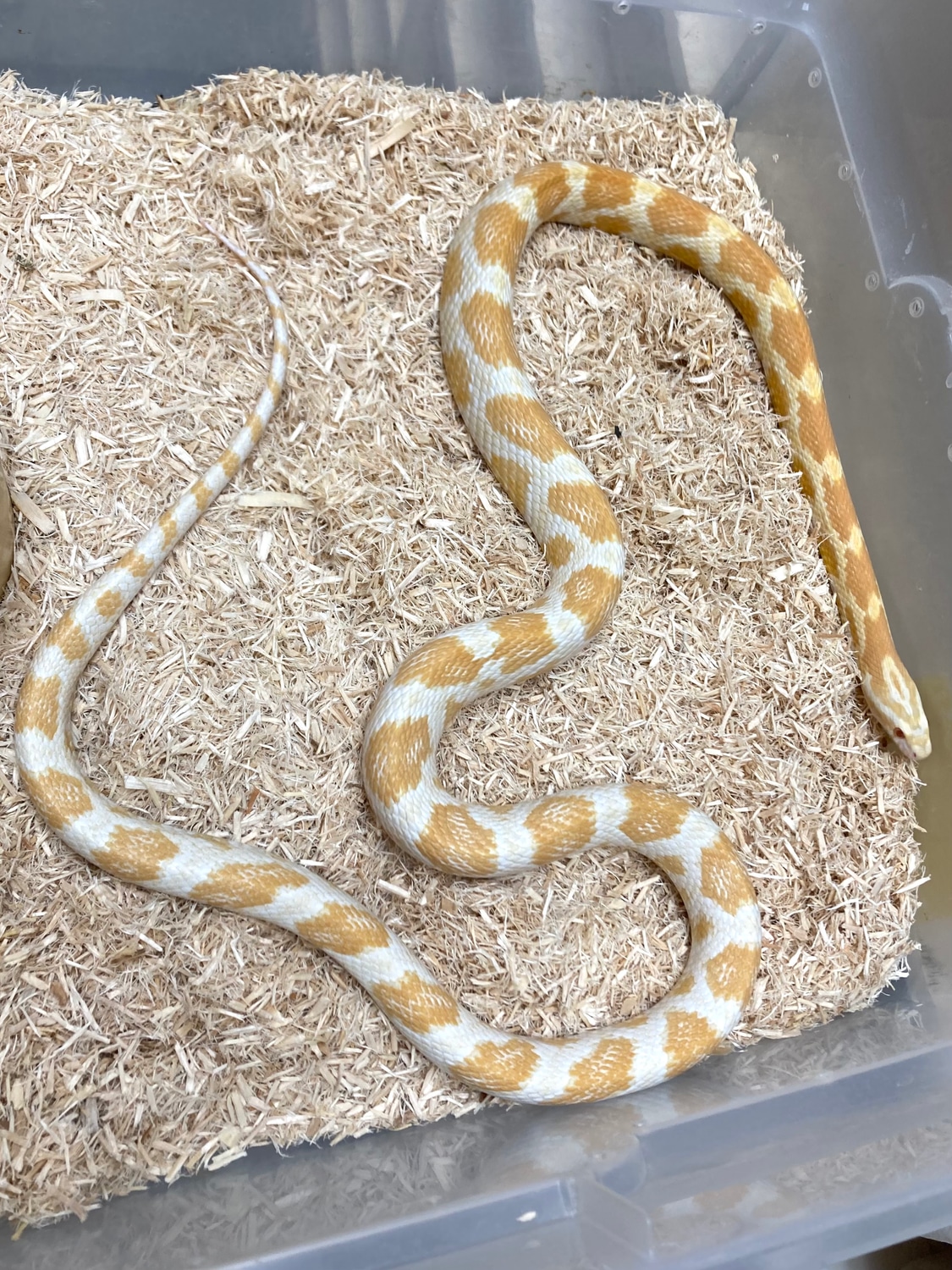 Butter Het Sunkissed Cinder Corn Snake by Exotics by Nature Co ...